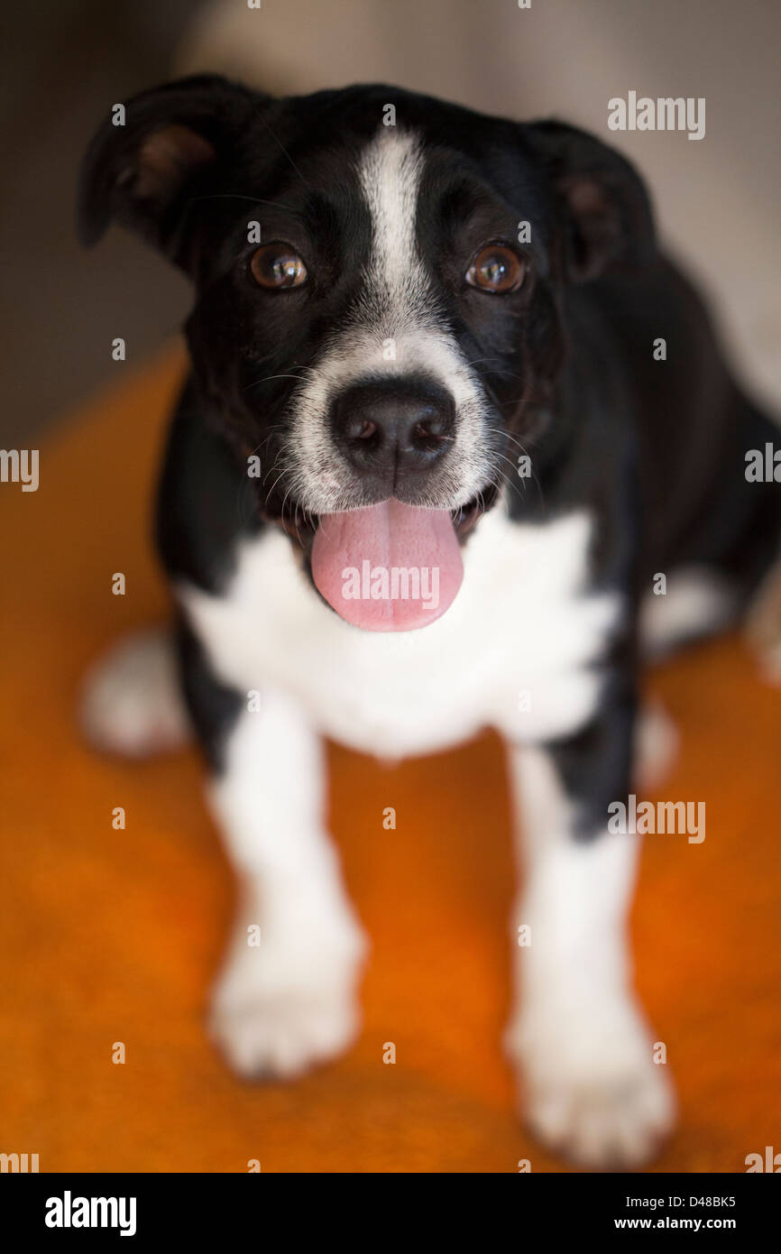 Boston Terrier Mix Dog Puppy Stock Photo - Alamy
