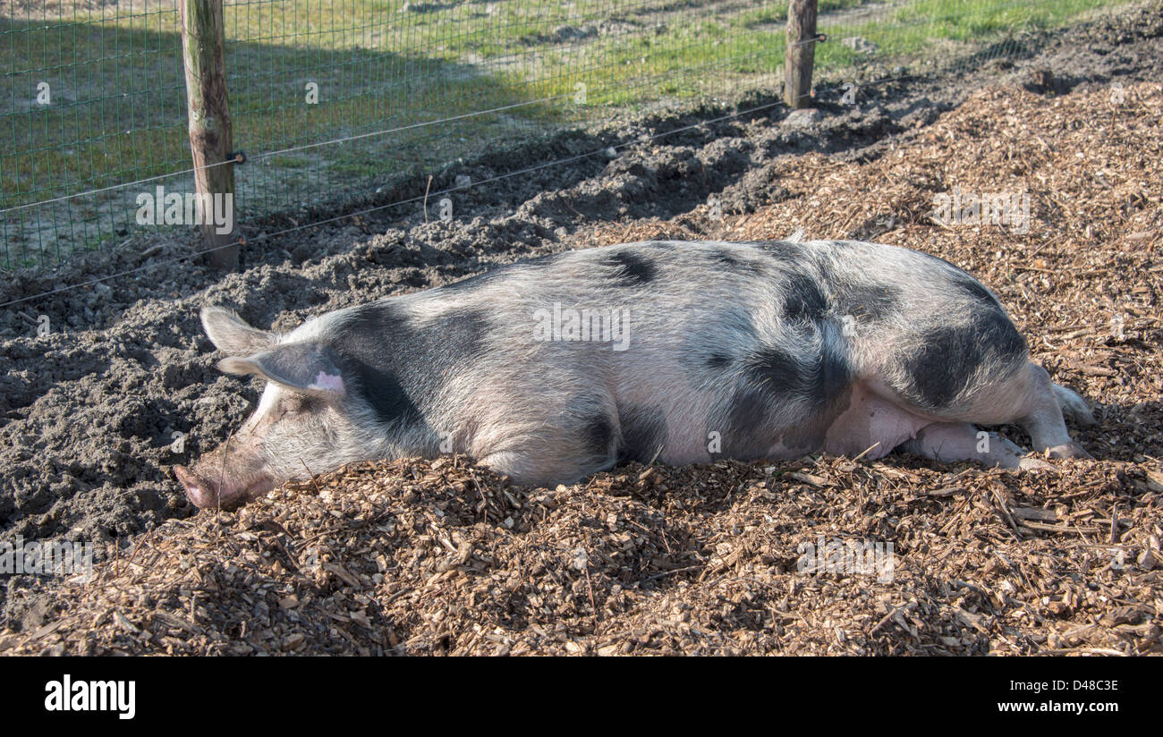 pig sleeping in the sand Stock Photo - Alamy