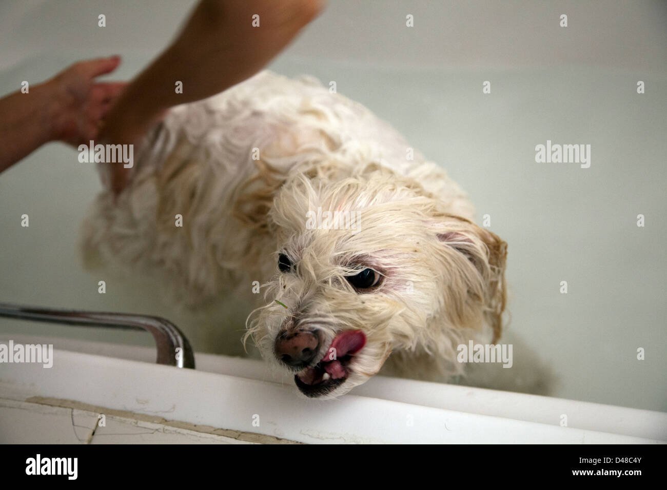 Dog Having a Wash in bathtub Stock Photo - Alamy