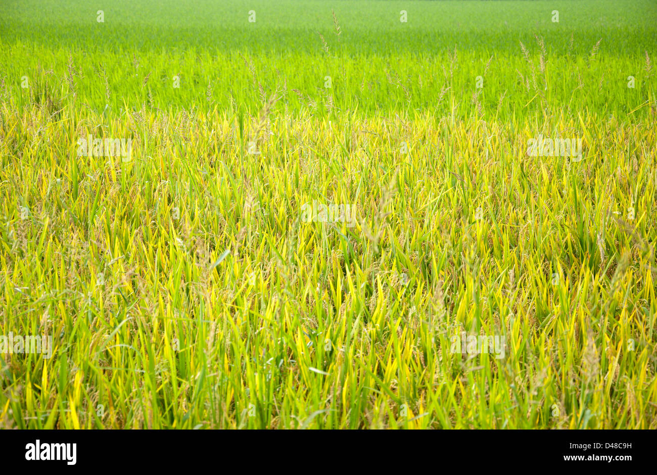 Rice and rice seedlings Stock Photo - Alamy