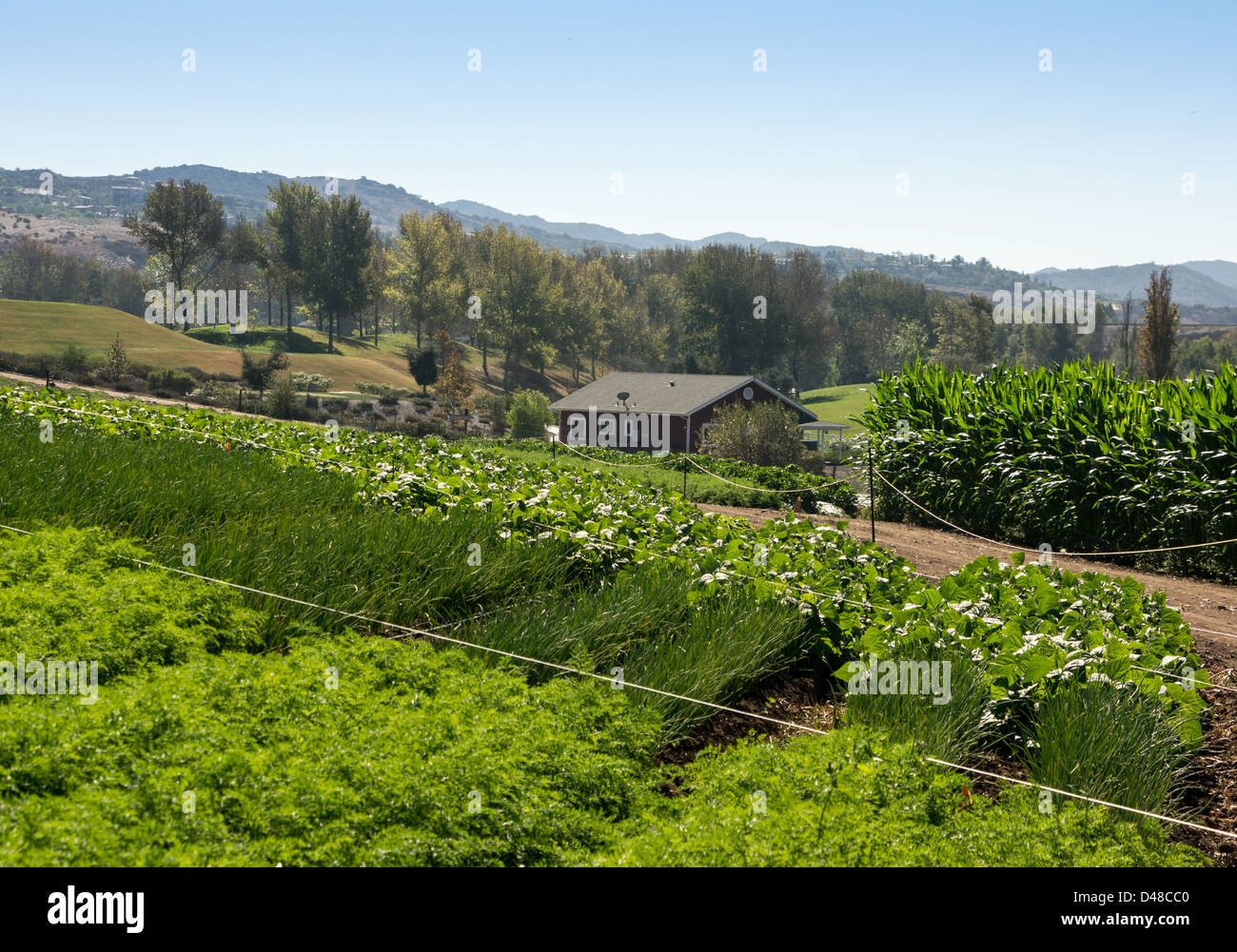 Rows of agriculture on farm with farm house in the background Stock ...