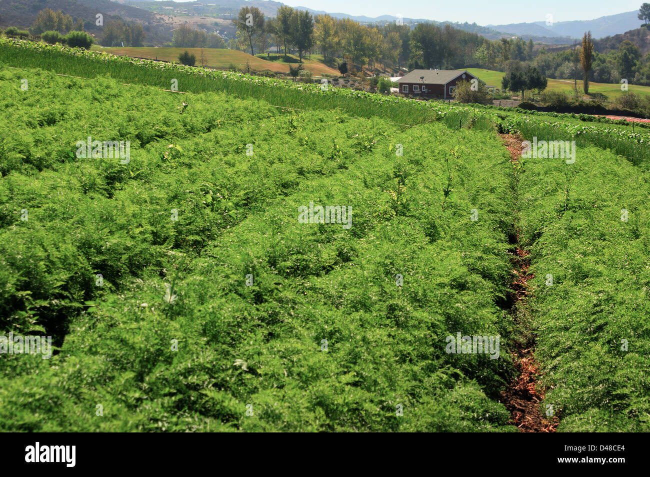 Rows of agriculture on farm with farm house in the background Stock ...