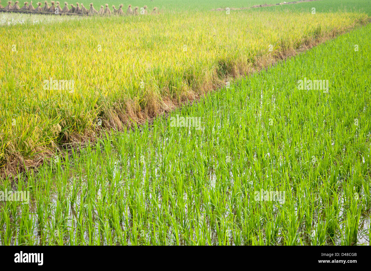 Rice and rice seedlings Stock Photo - Alamy