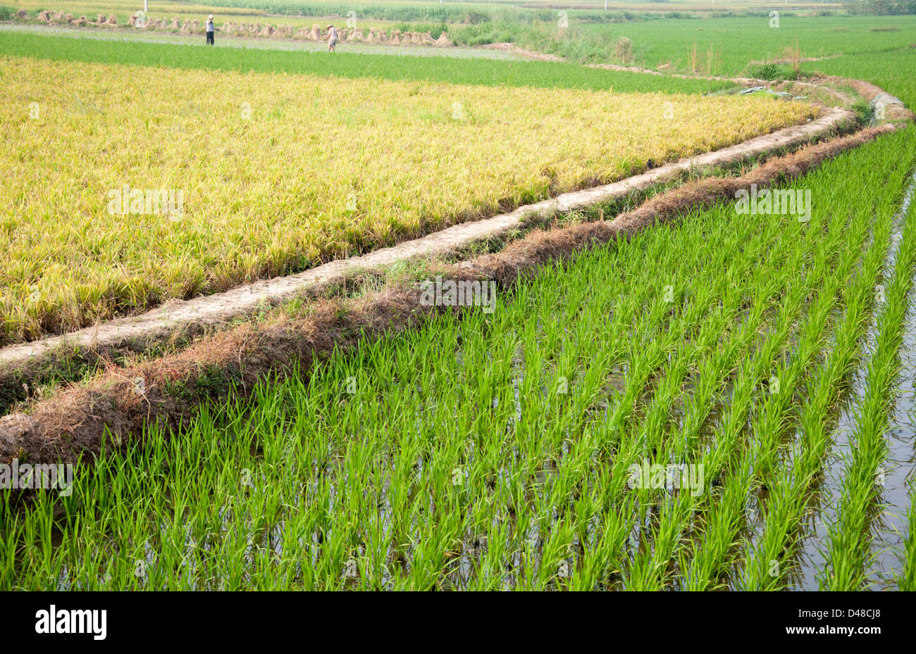 Rice and rice seedlings Stock Photo - Alamy