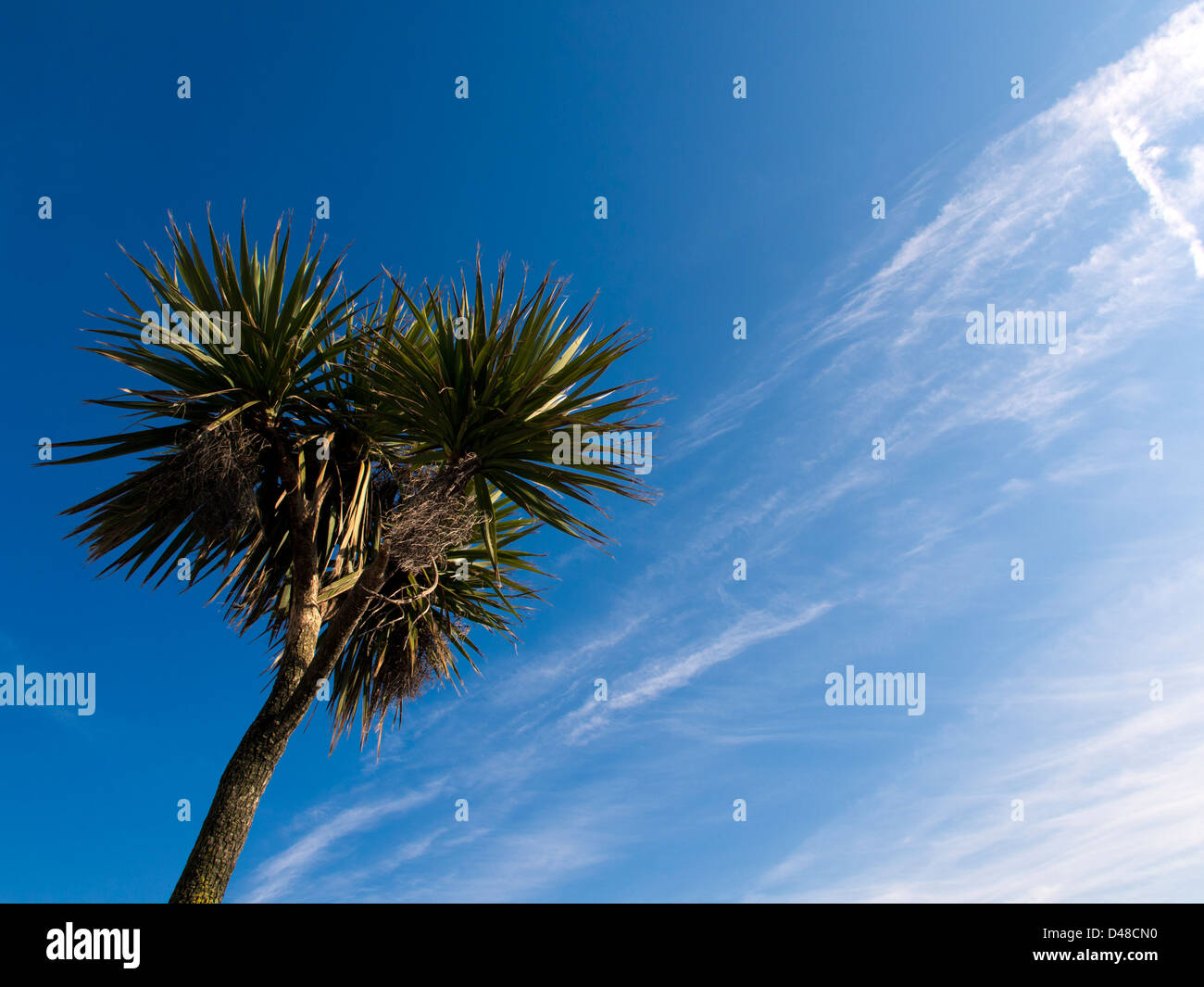 Palm tree, blue sky and high cloud on the beach at Brighton, East ...
