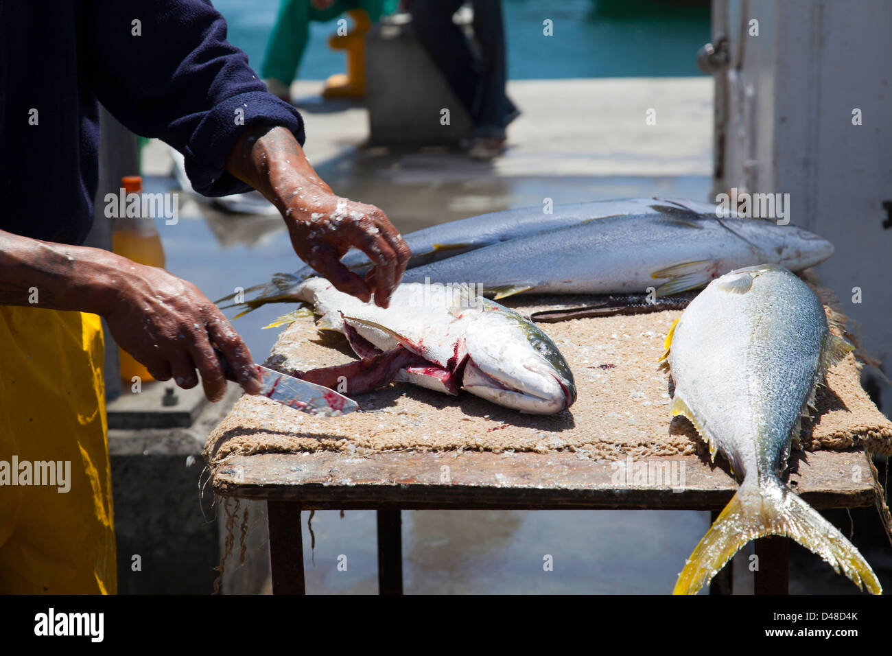 Yellowtail amberjack or great amberjack hi-res stock photography and ...