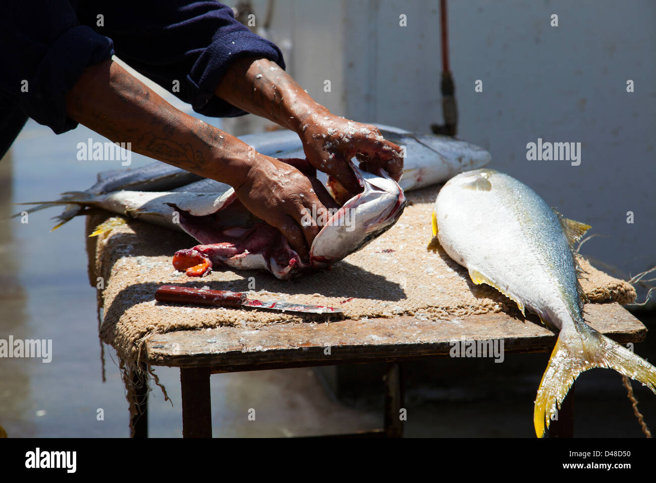 Man Gutting Yellowtail Fish at market in Kalk Bay in Western Cape ...