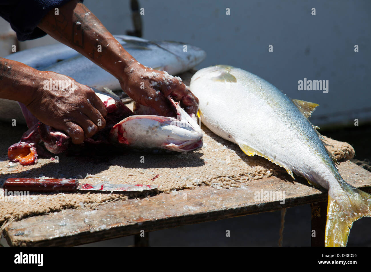 Man Gutting Yellowtail Fish at market in Kalk Bay in Western Cape ...