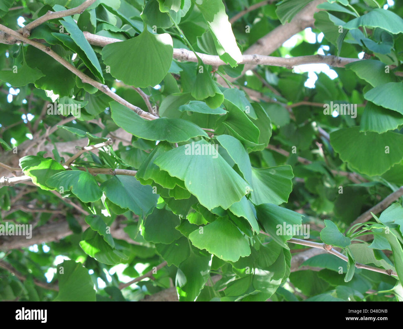 Ginkgo tree with green leaves Stock Photo - Alamy