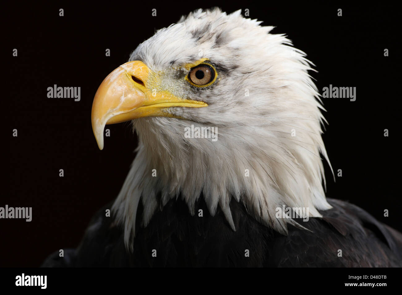 Brazilian eagle hi-res stock photography and images - Alamy