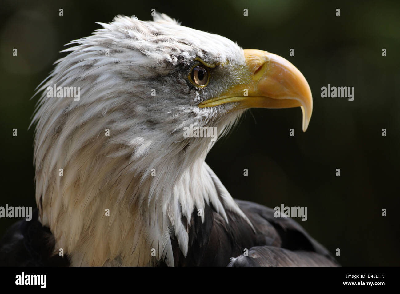 Brazilian eagle hi-res stock photography and images - Alamy