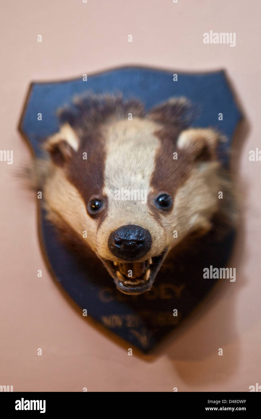A stuffed animal trophy head. Llanerchaeron, Wales, UK. From a display ...