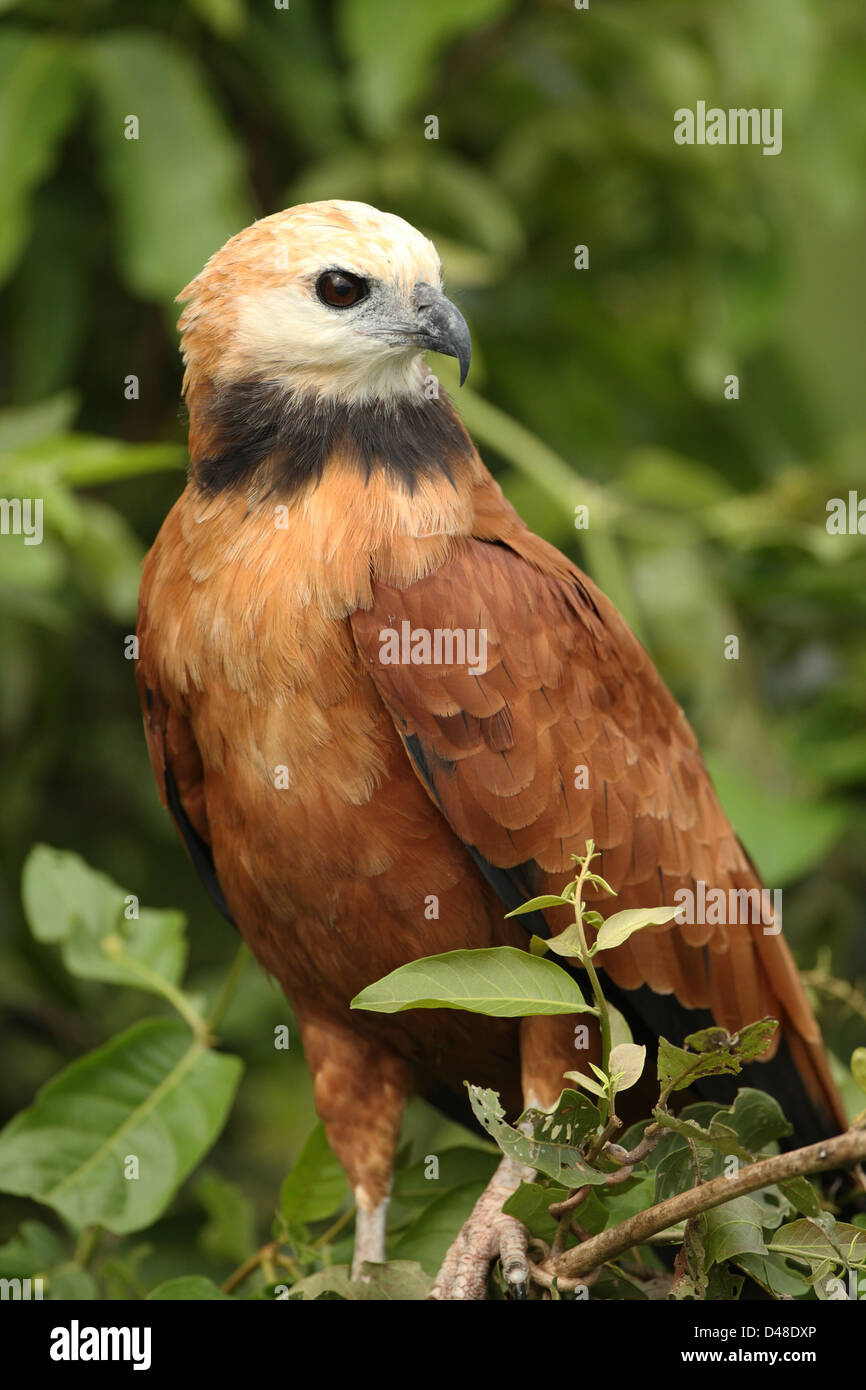 Brazilian black hawk hi-res stock photography and images - Alamy
