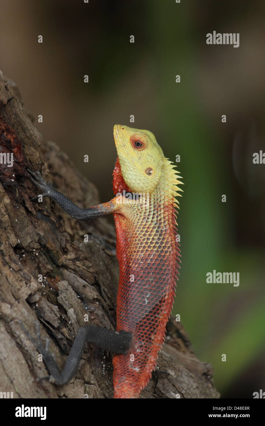 Common Common Lizard High Resolution Stock Photography and Images - Alamy