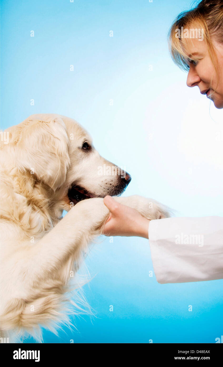 vet and dog Stock Photo - Alamy