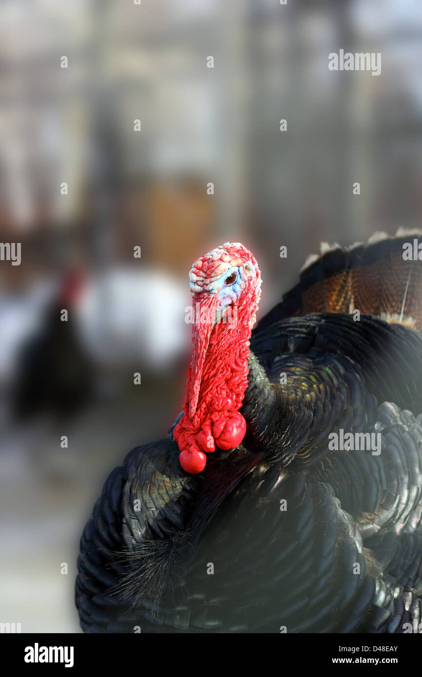 Biggest Turkey In The World 5 Fun Turkey Facts To Share At The