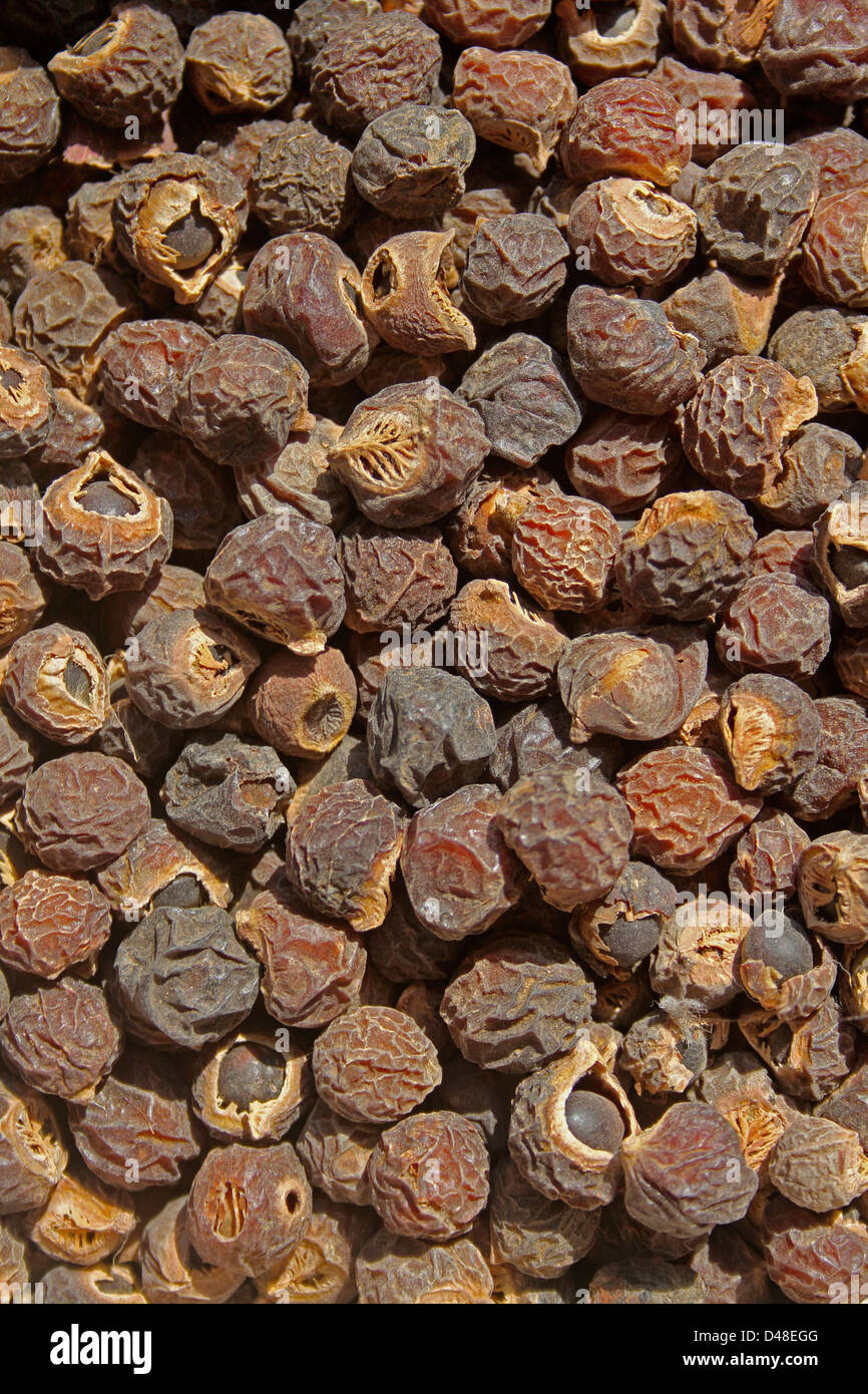 Soapberry tree family hi-res stock photography and images - Alamy