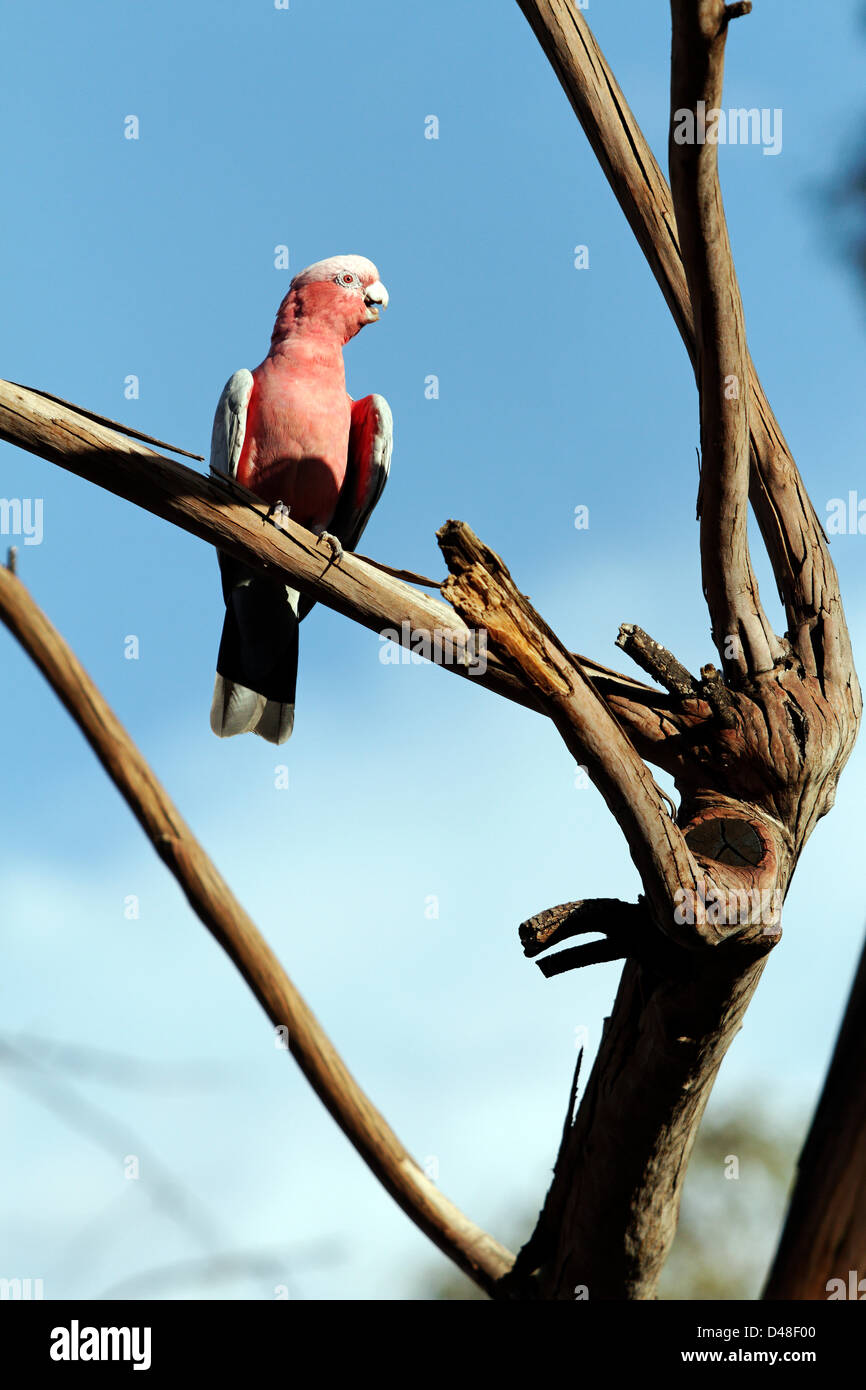 Pink and Grey Gallah in a tree ( eulophus roseicapilla ), Western ...