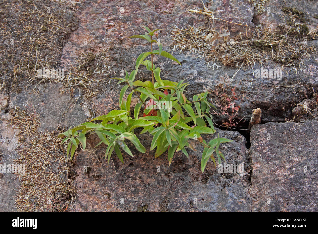 Rhus spp sumac Stock Photo - Alamy