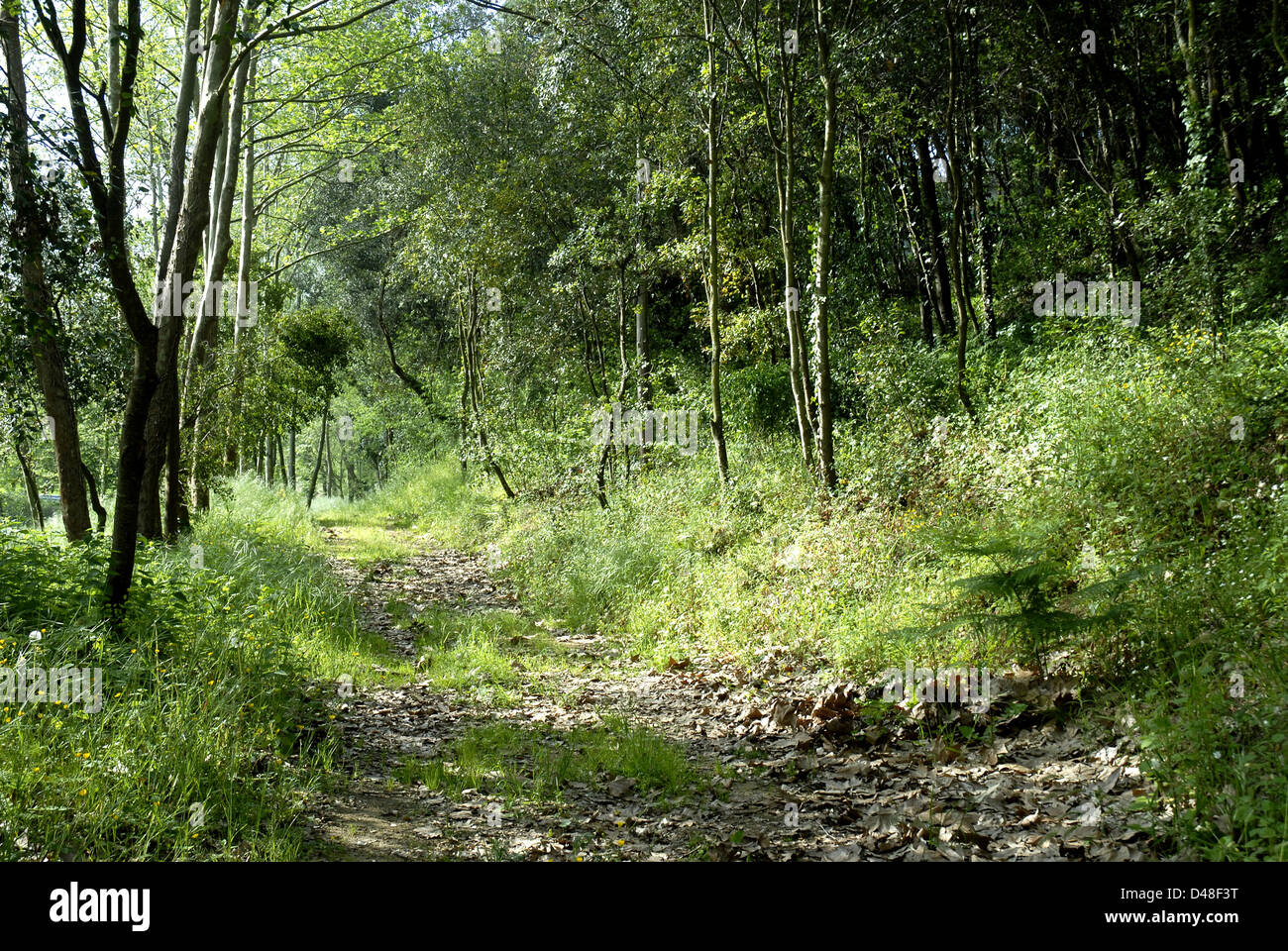 Countryside pathway hi-res stock photography and images - Alamy