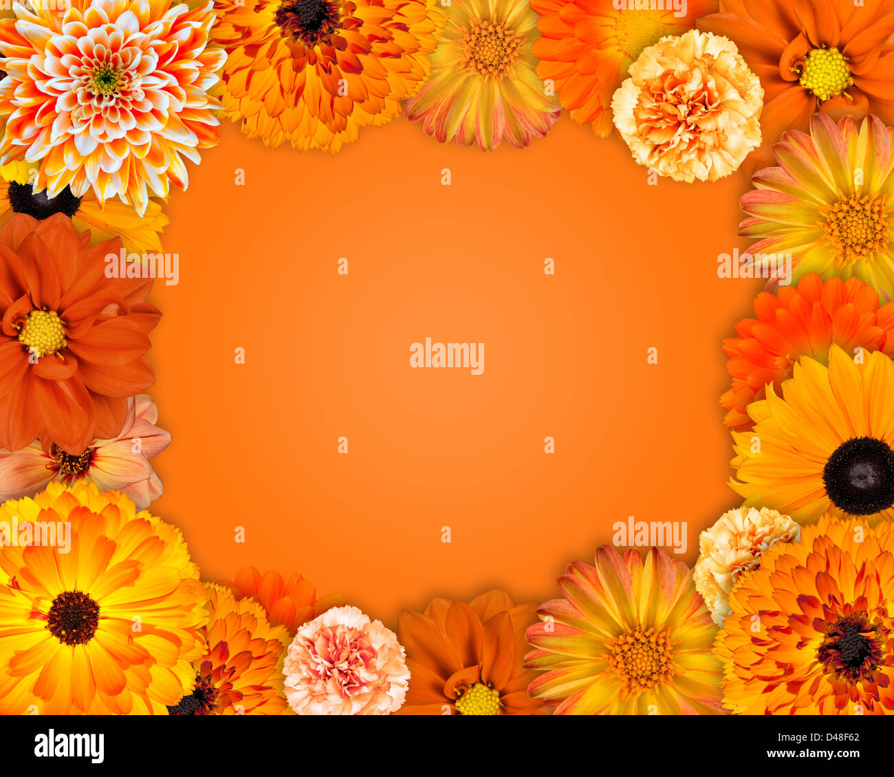 Flower Frame with Orange Flowers Isolated on Orange Background. Dahlia ...