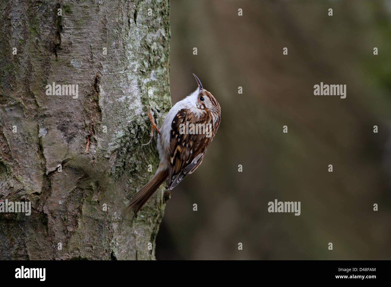 Tree climbing bird uk hi-res stock photography and images - Alamy