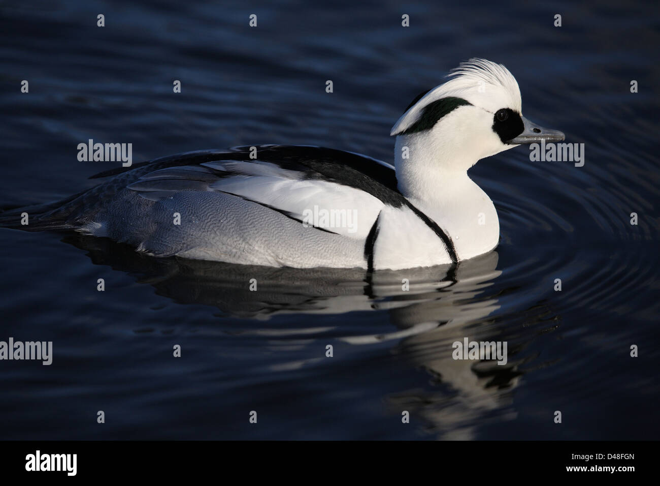 Smew swimming underwater hi-res stock photography and images - Alamy