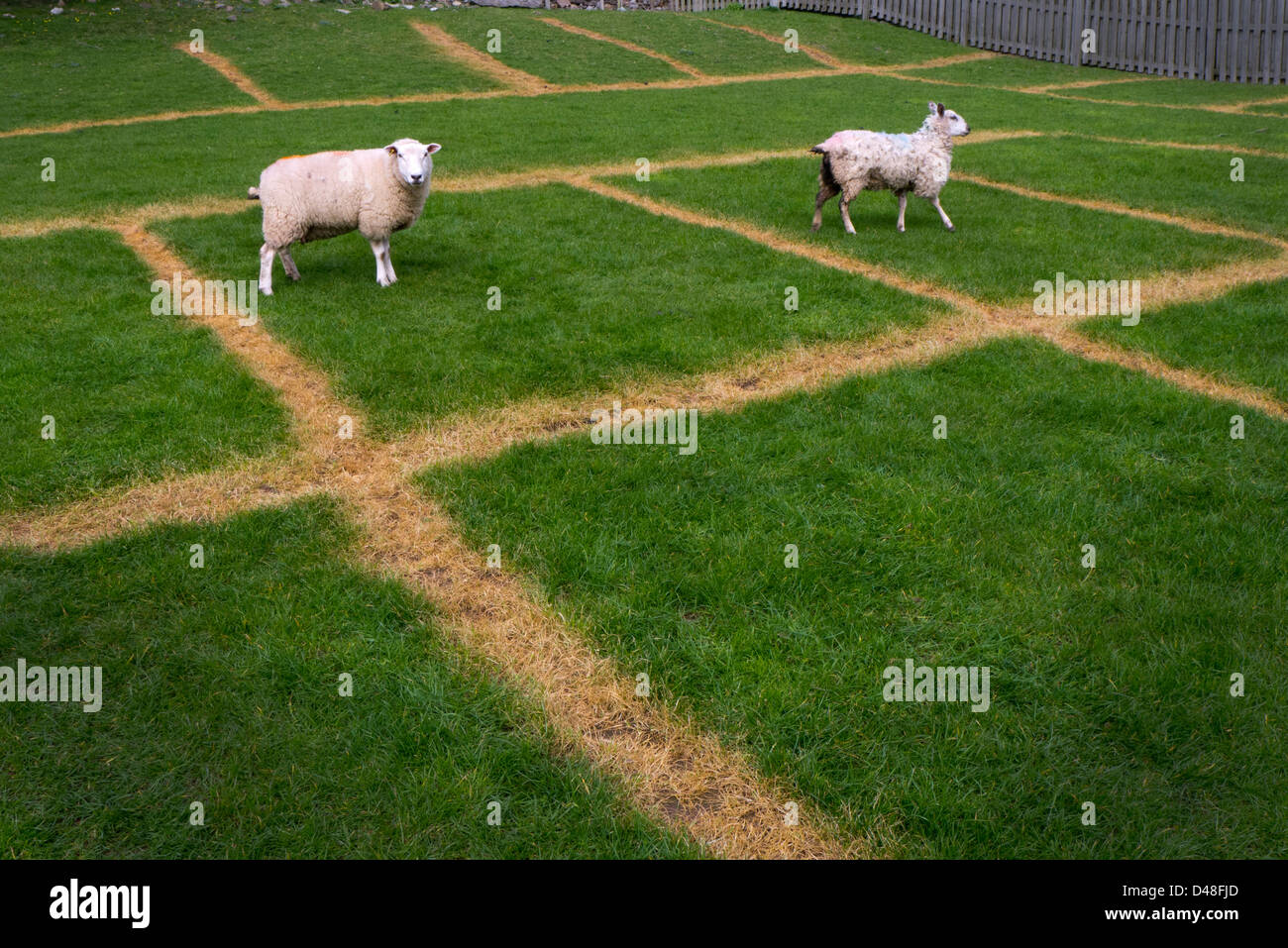 Cross sheep hi-res stock photography and images - Alamy