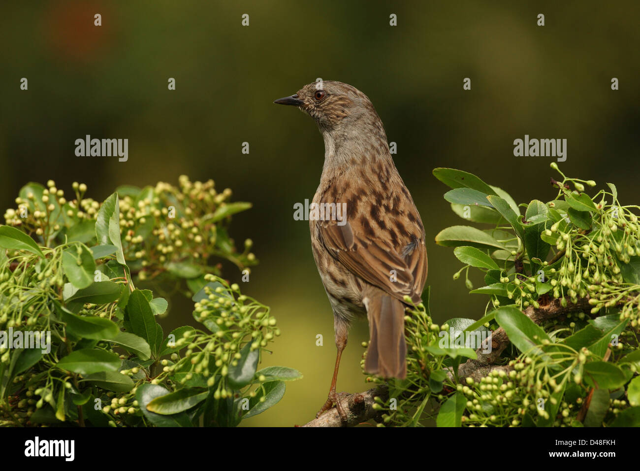 British garden birds worms hi-res stock photography and images - Alamy