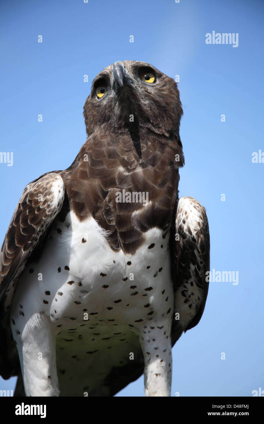 Brazilian eagle hi-res stock photography and images - Alamy