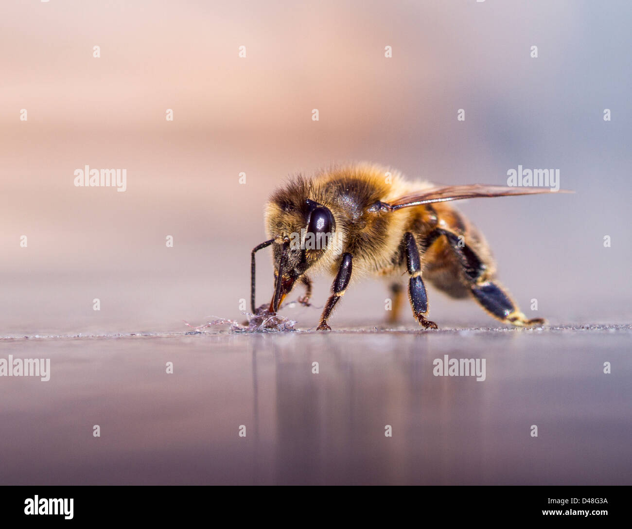 Nectar feeding insect hi-res stock photography and images - Alamy