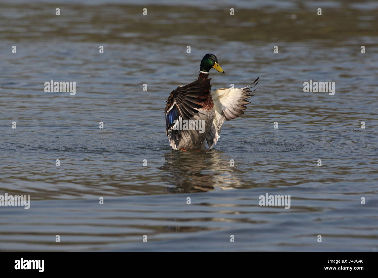 Duck feet underwater hi-res stock photography and images - Alamy