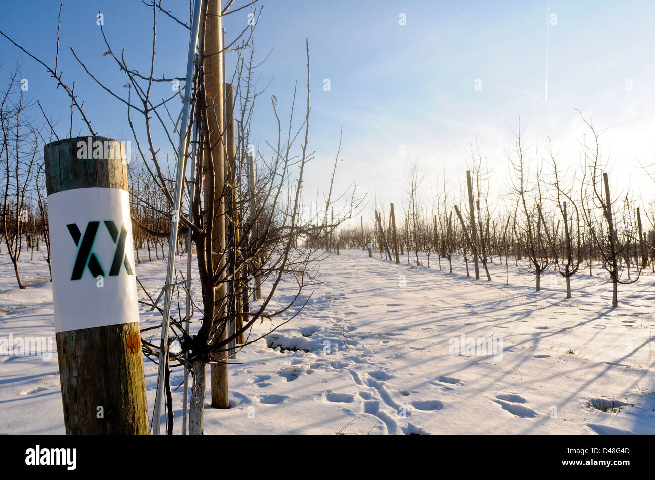 Tall spindle apple trees in the the orchard in the snow Stock Photo - Alamy