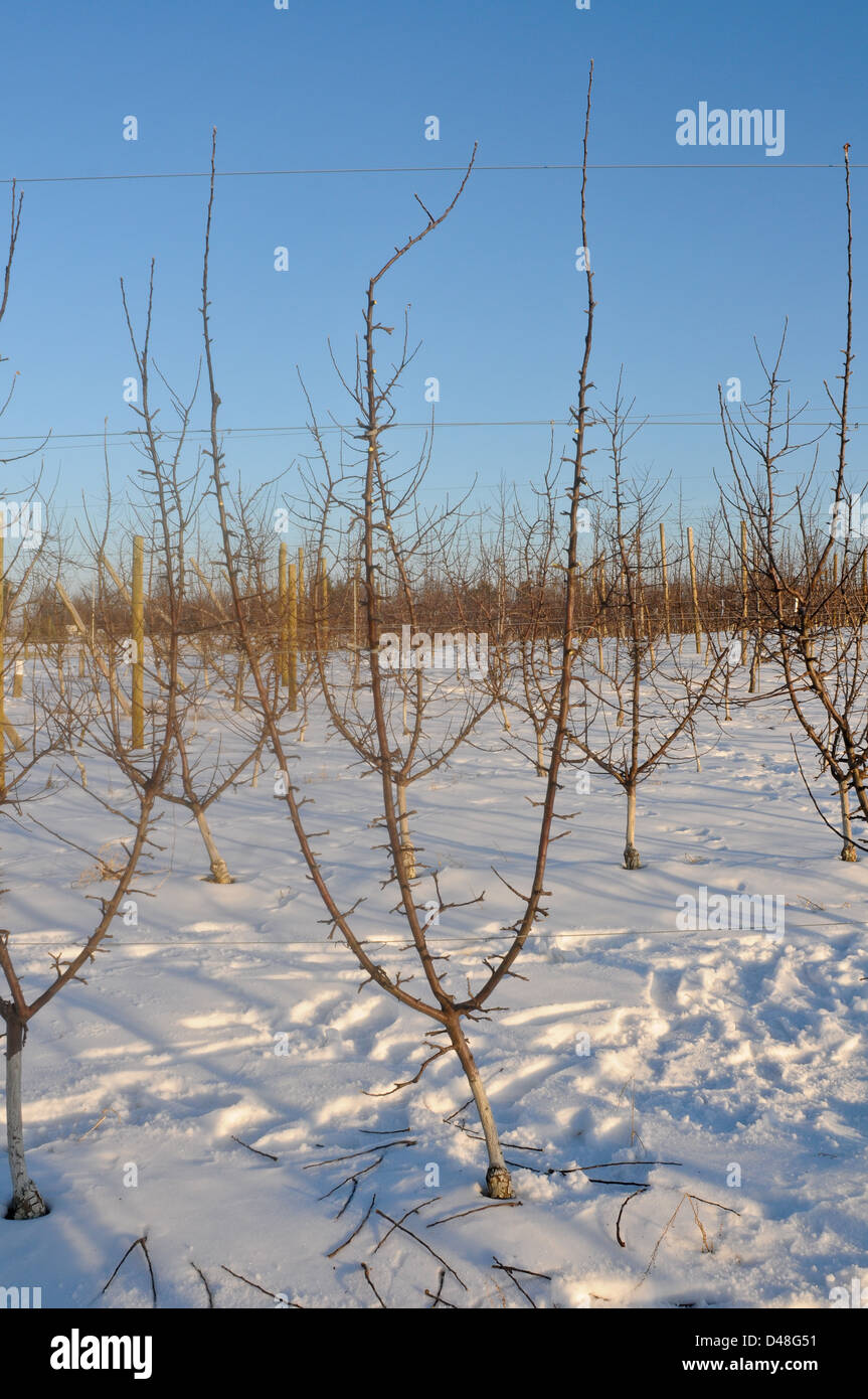 Tall spindle apple trees in the the orchard in the snow Stock Photo - Alamy