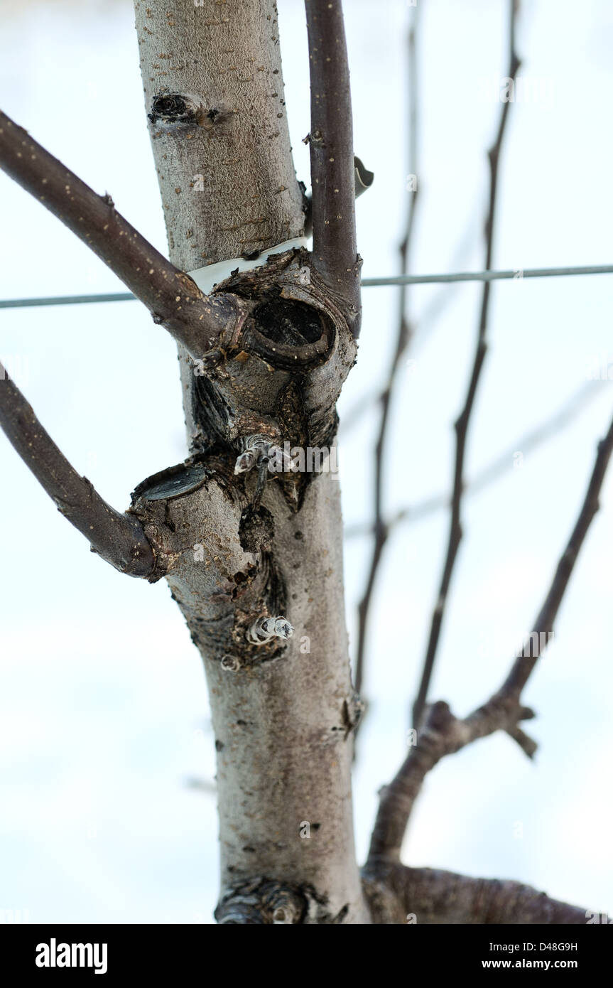 Tree with cut branches hi-res stock photography and images - Alamy