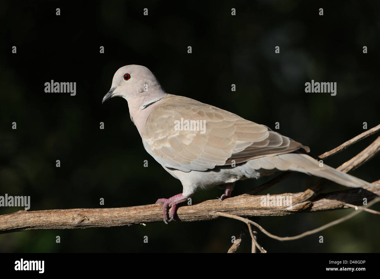 Collared dove bird table hi-res stock photography and images - Alamy
