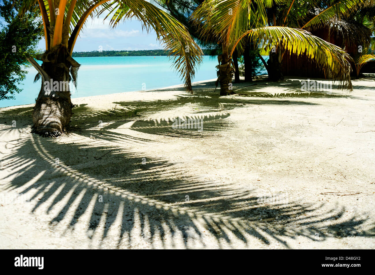 Palm Tree Shadow High Resolution Stock Photography and Images - Alamy
