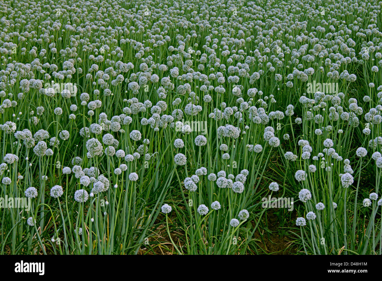 Allium Cepa Flower Stock Photos & Allium Cepa Flower Stock Images - Alamy