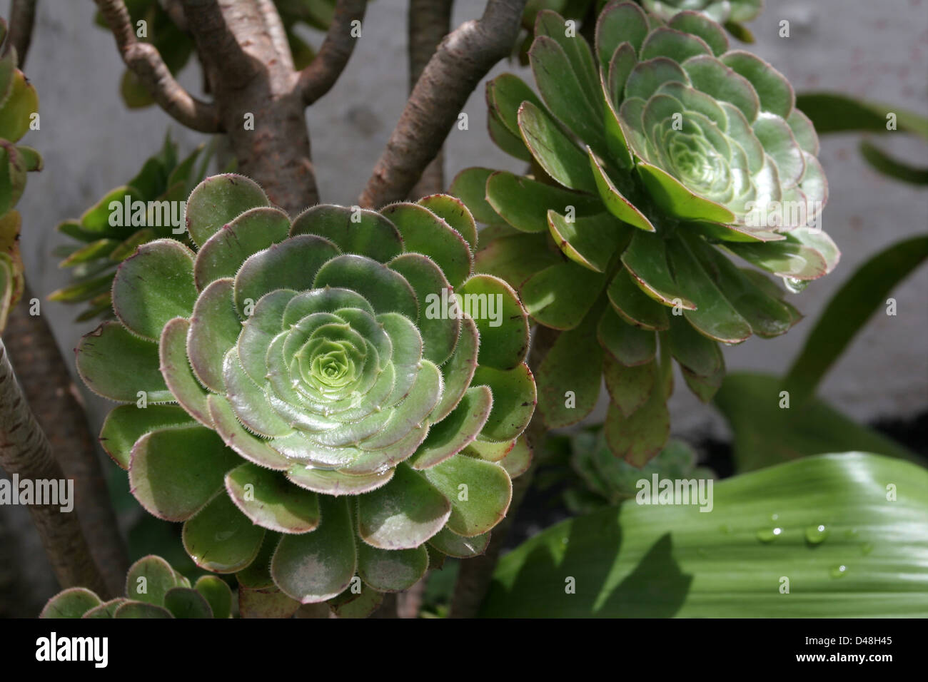 Aeonium aeonium sp hi-res stock photography and images - Alamy