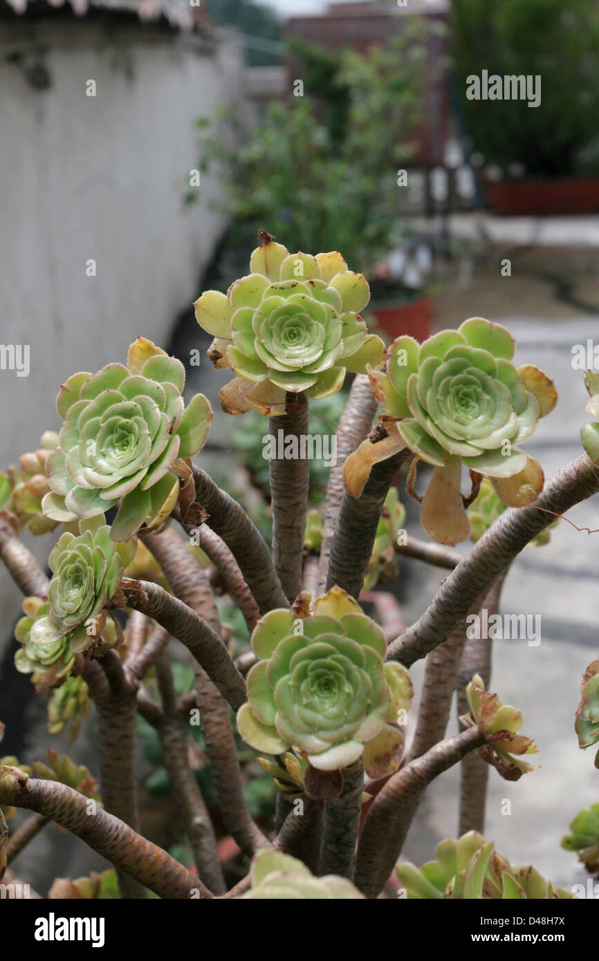 Aeonium aeonium sp hi-res stock photography and images - Alamy
