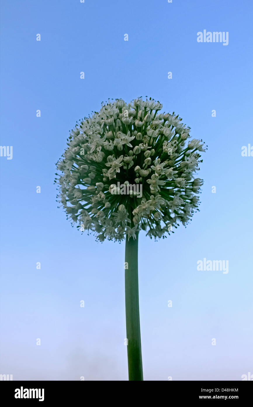 Allium cepa flower hi-res stock photography and images - Alamy