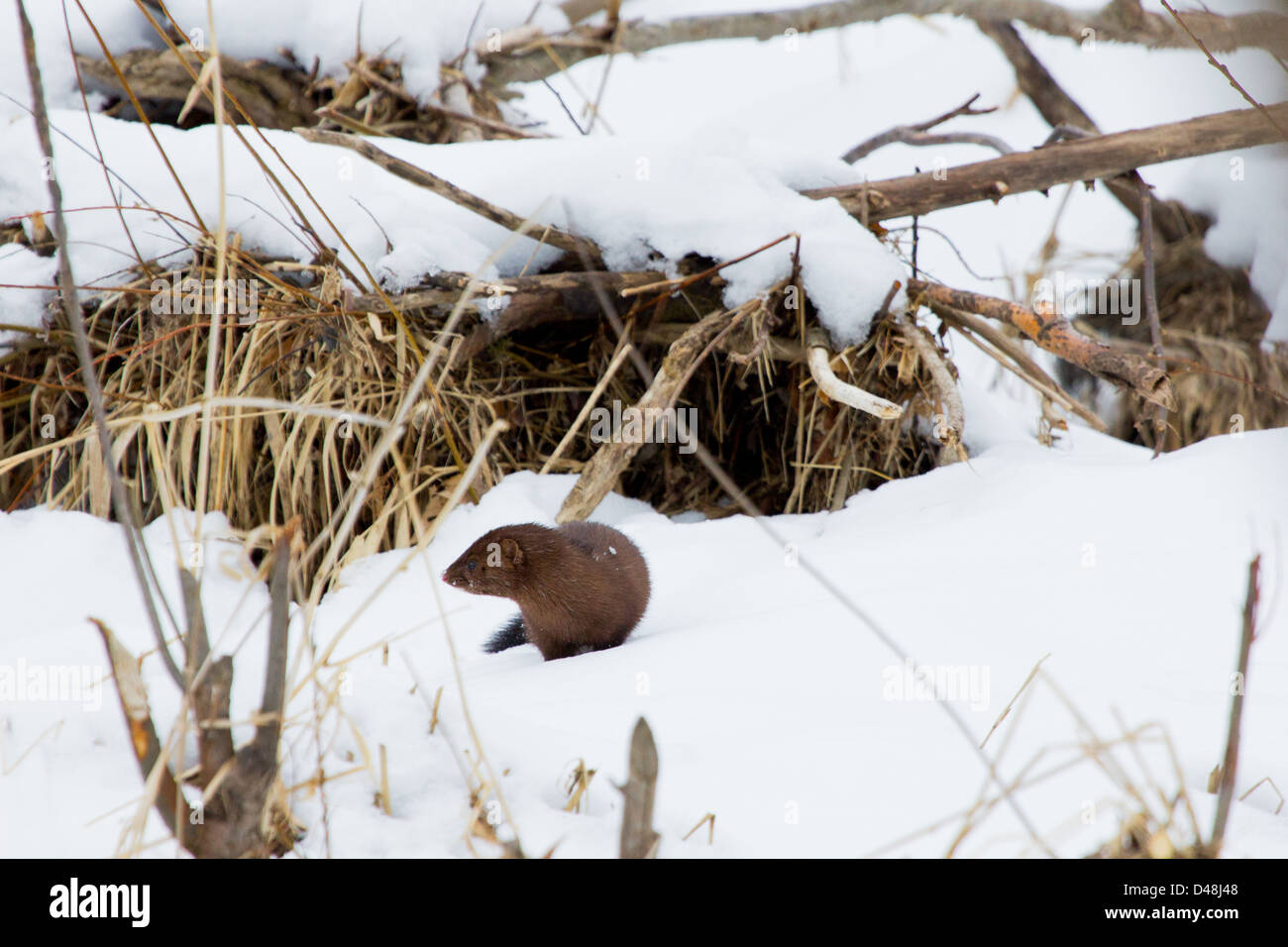 American Mink Stock Photos & American Mink Stock Images - Alamy