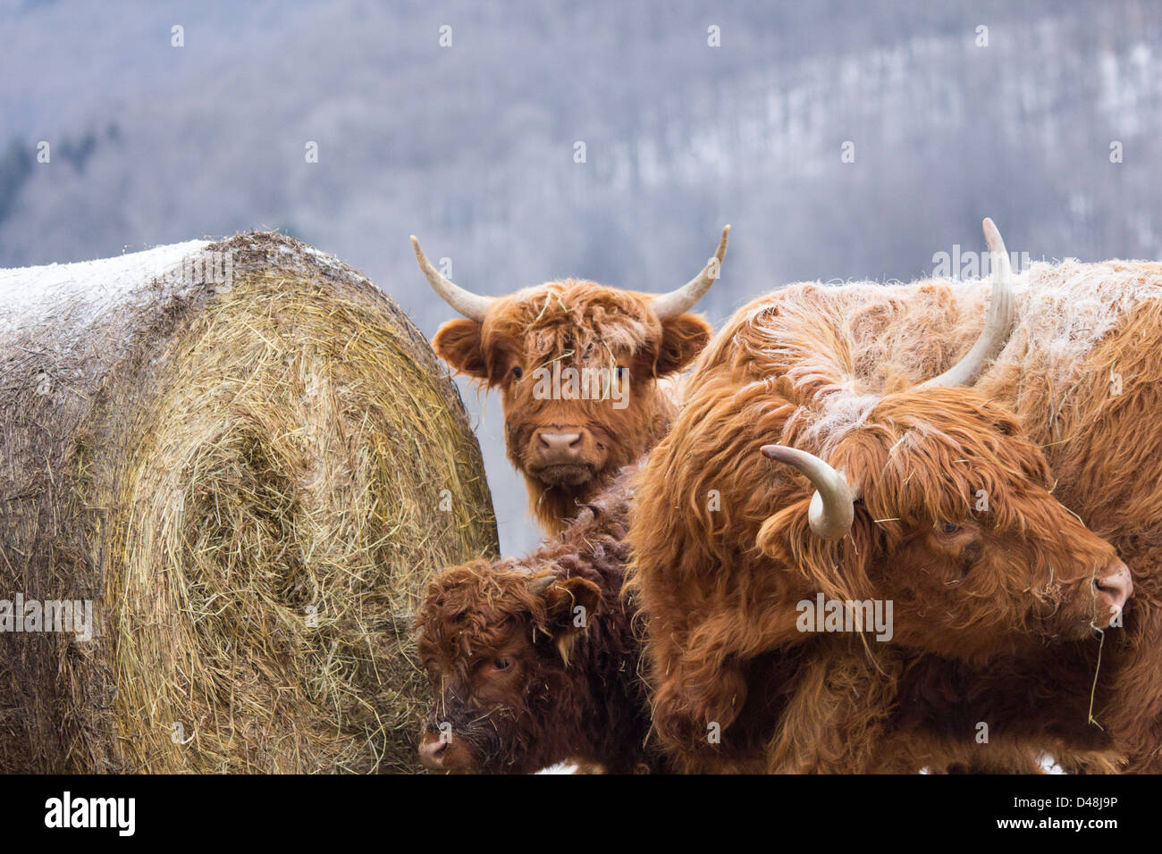 Hay for cows hi-res stock photography and images - Alamy