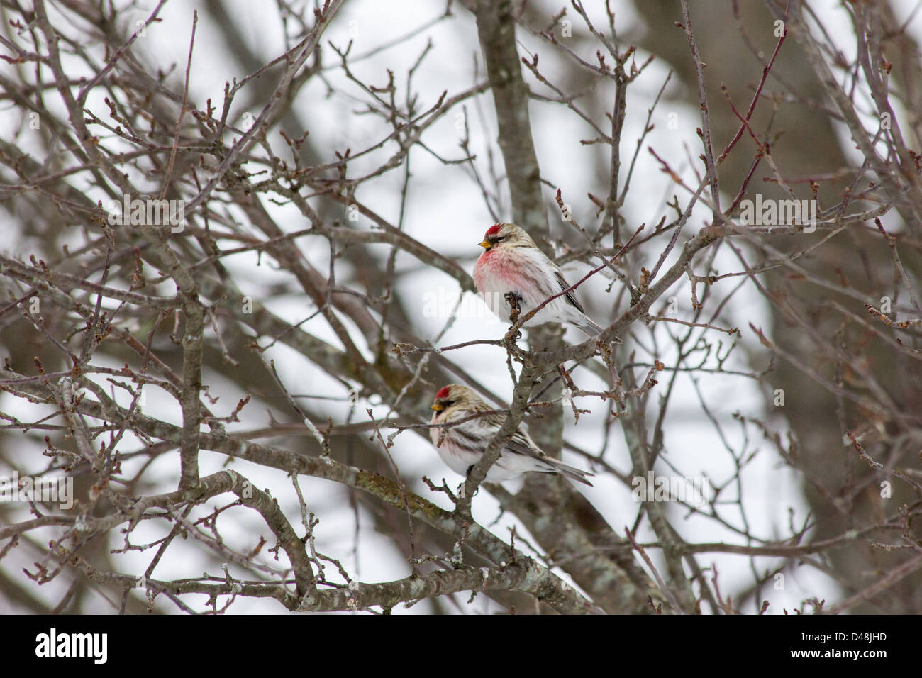 A male and female redpoll finch sit in the branches of a tree Stock ...