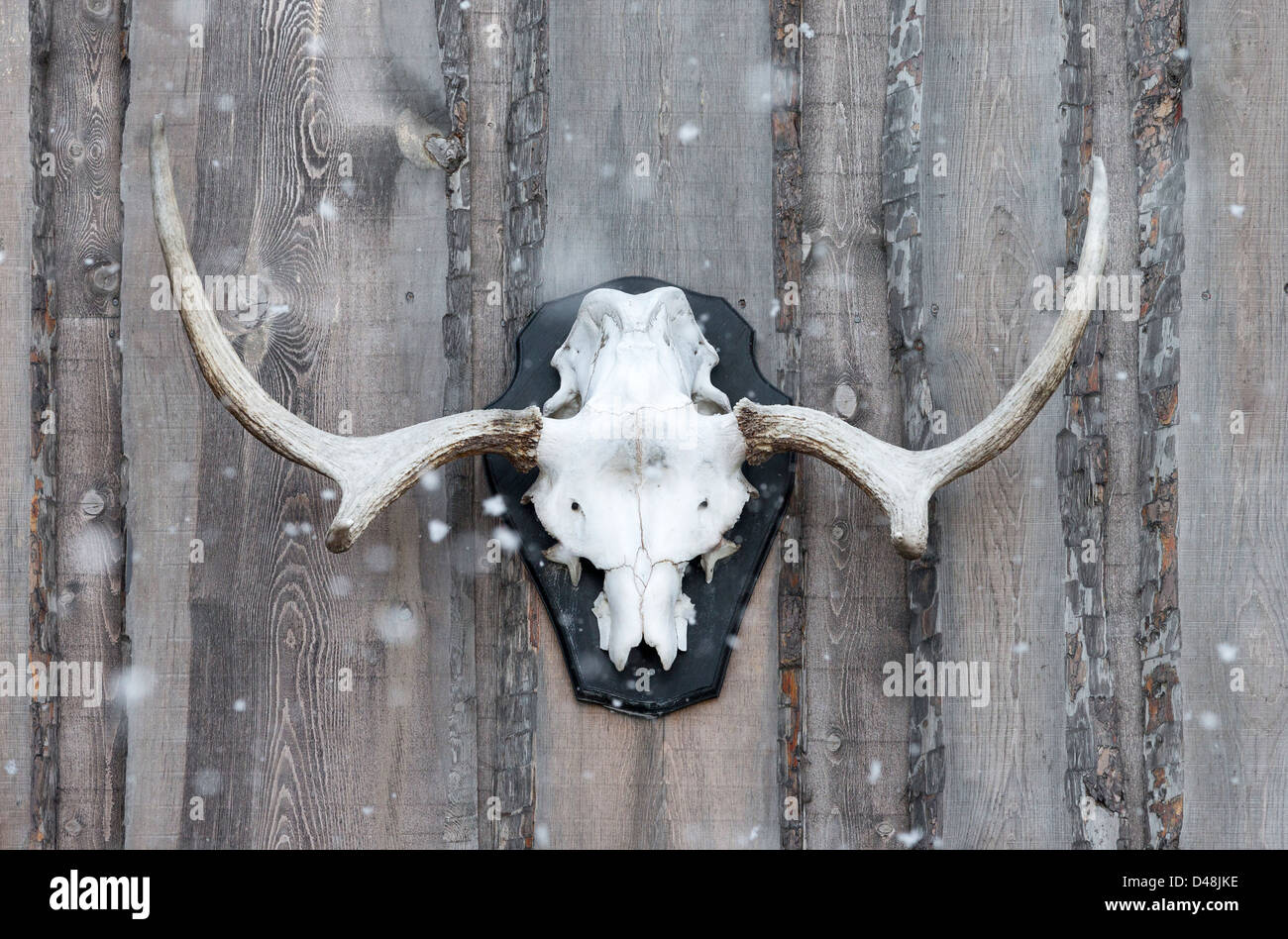 Mounted antlers hi-res stock photography and images - Alamy