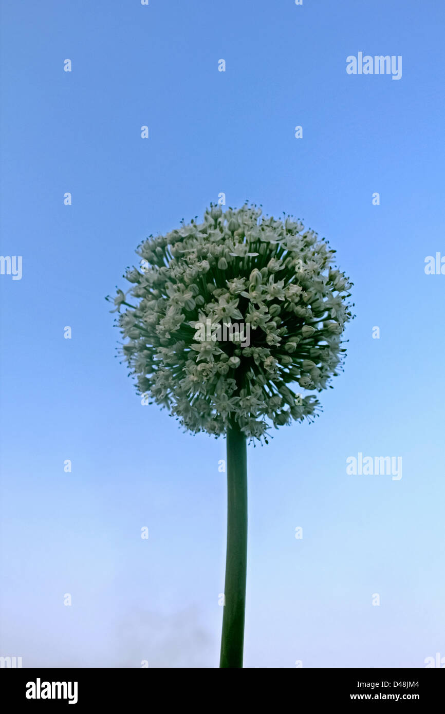 Flowers of Onion, Allium cepa, India Stock Photo - Alamy