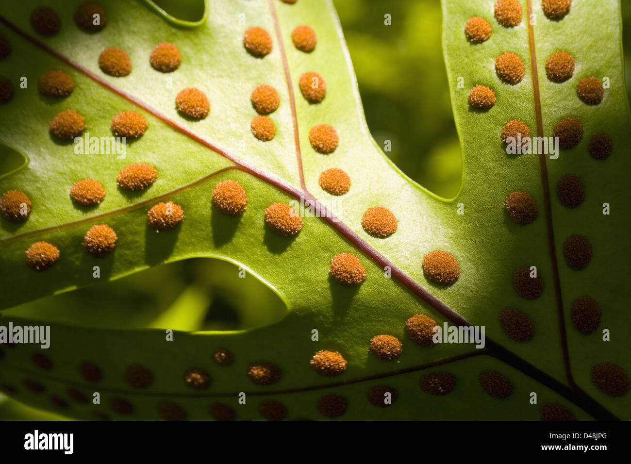 Close-Up Detail Of Bright Green Leaf With Orange Textured Bumps Stock ...