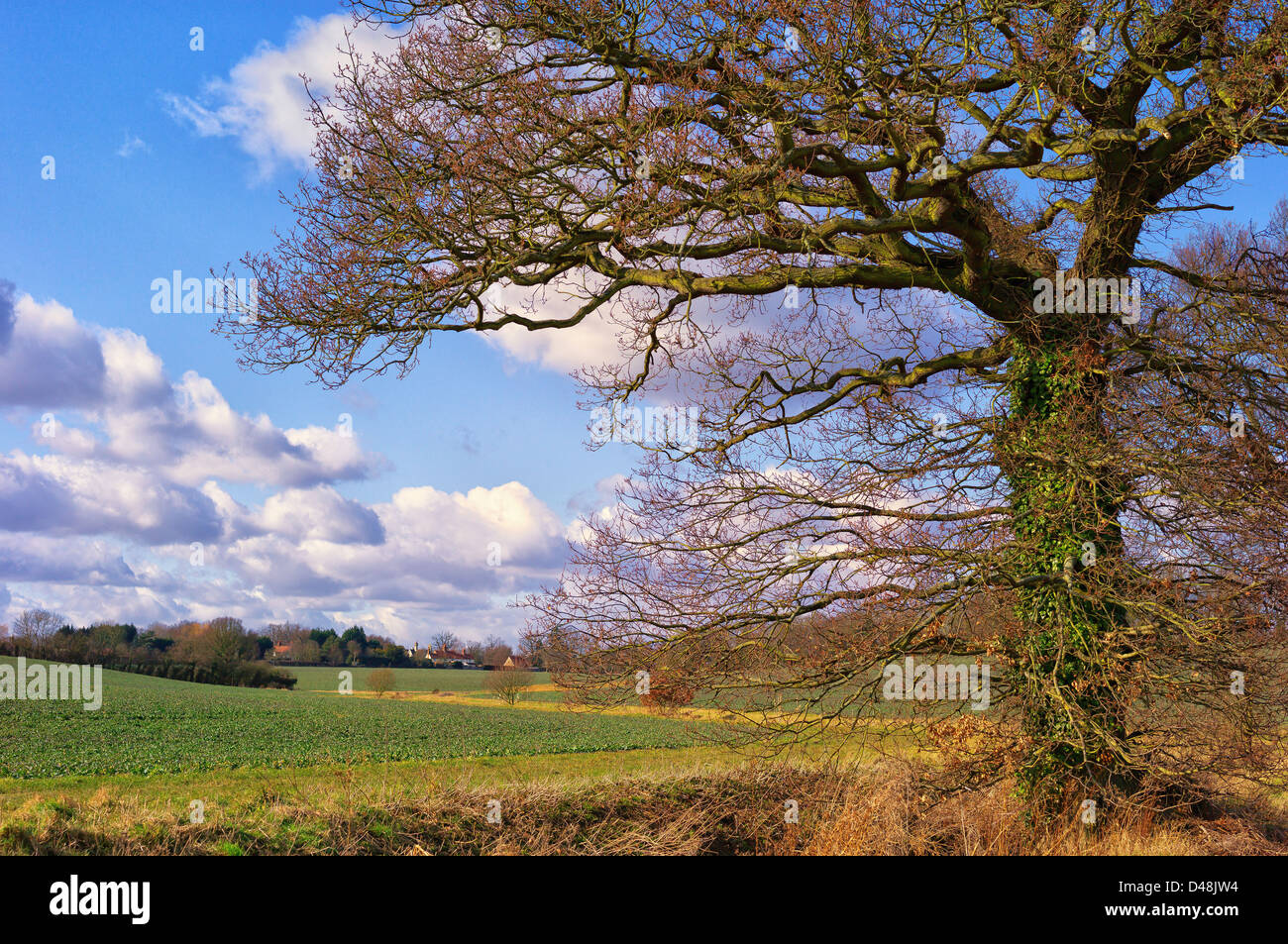 Ancient English oak in a farmer's field in Hertfordshire Stock Photo ...