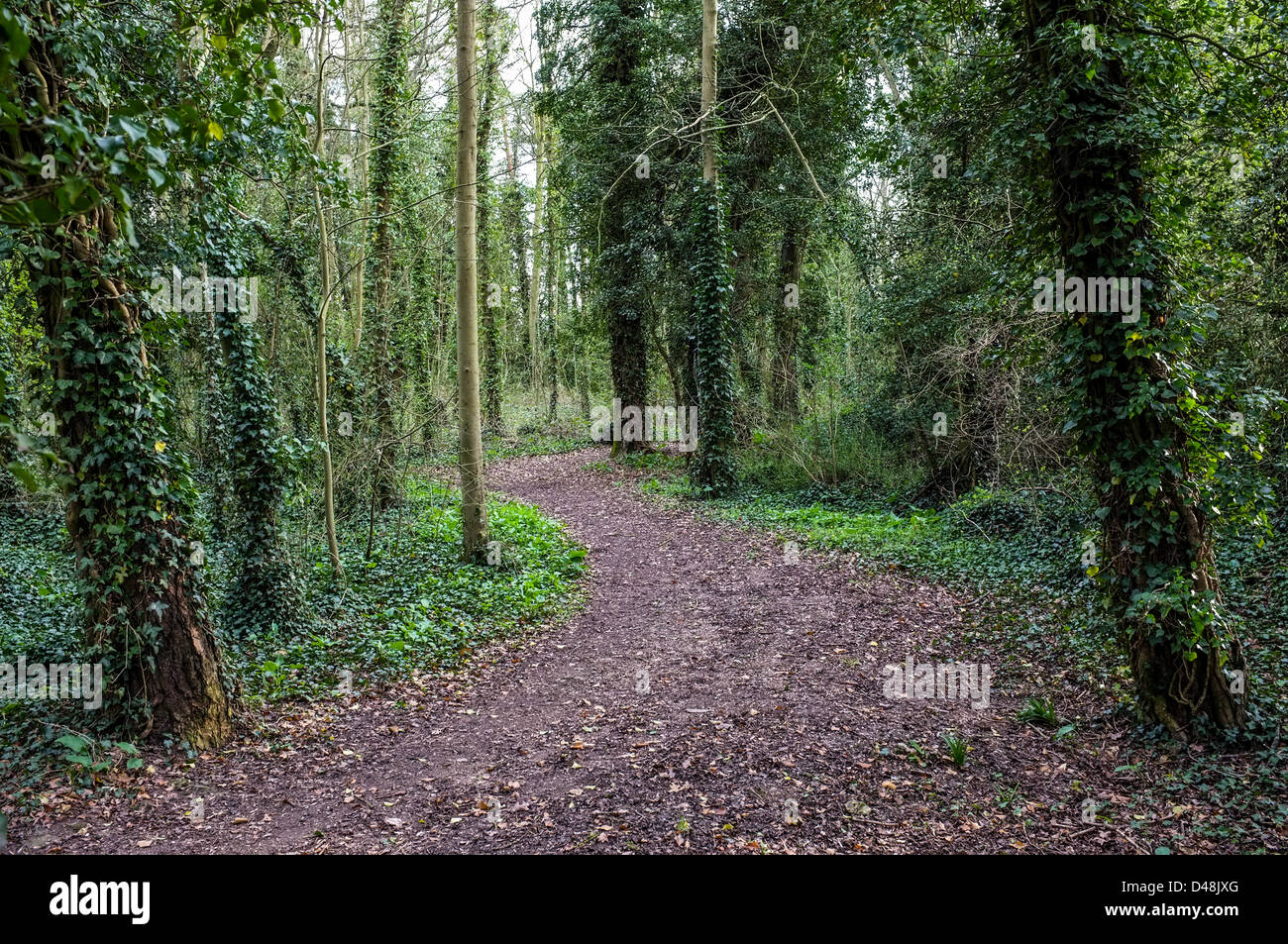 Lonely woodland path hi-res stock photography and images - Alamy