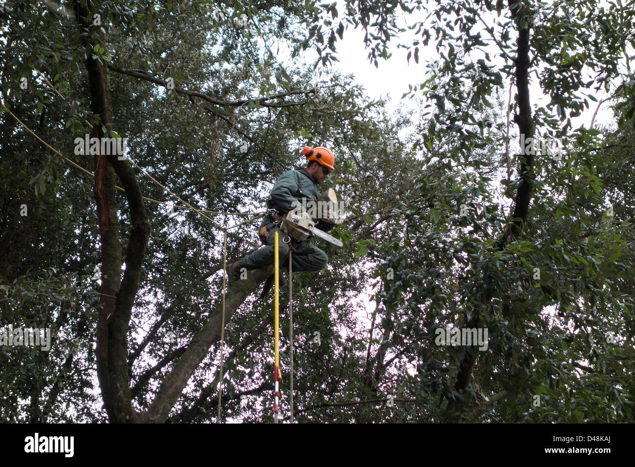 Working with trees hi-res stock photography and images - Alamy